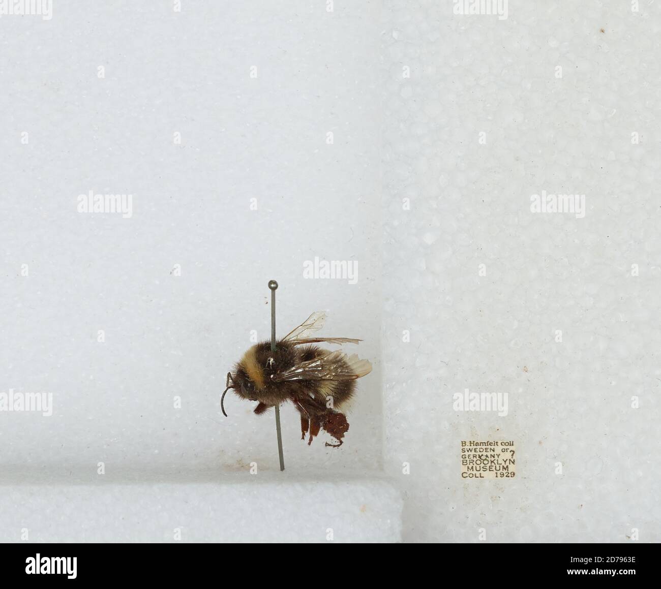 Sweden or Germany, Bombus sp., Animalia, Arthropoda, Insecta ...