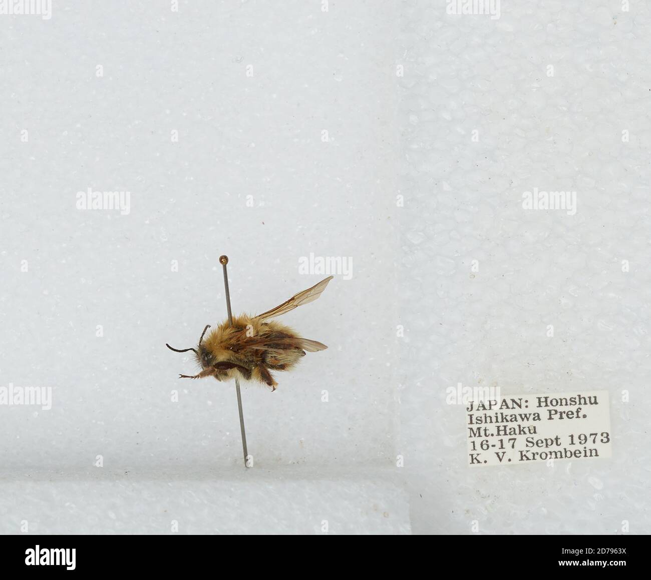 Honshu, Mt. Haku, Ishikawa, Japan, Bombus sp., Animalia, Arthropoda ...