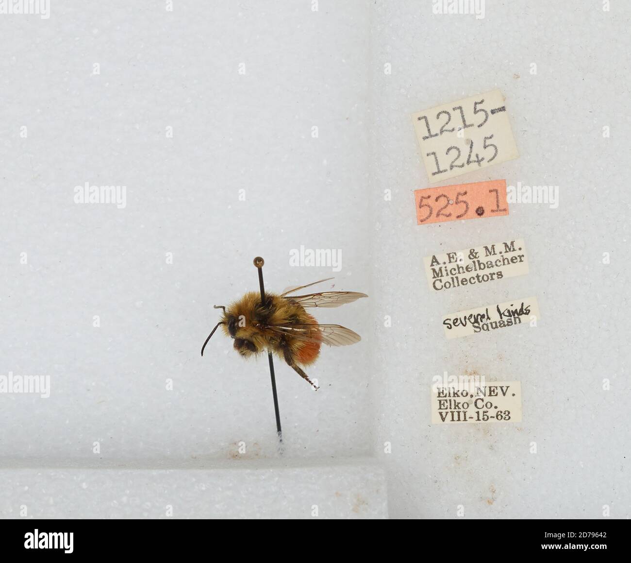 Elko, Nevada, United States, Bombus sp., Animalia, Arthropoda, Insecta ...