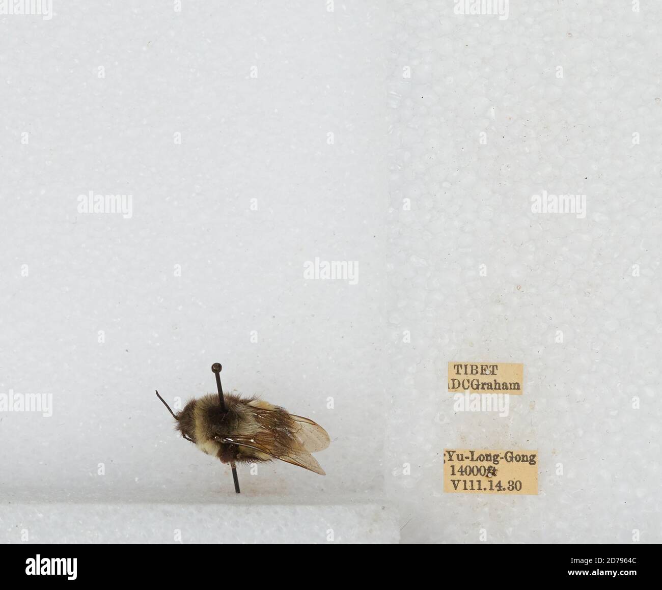 Yu-Long-Gong, Tibet Autonomous Region, China, Bombus sp., Animalia ...