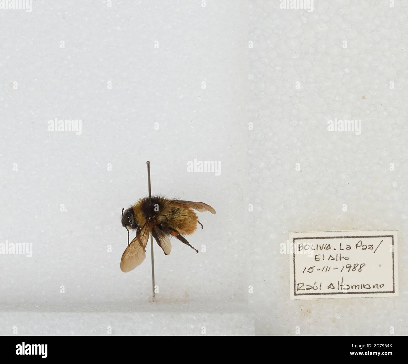 El Alto, La Paz, Bolivia, Bombus sp., Animalia, Arthropoda, Insecta ...