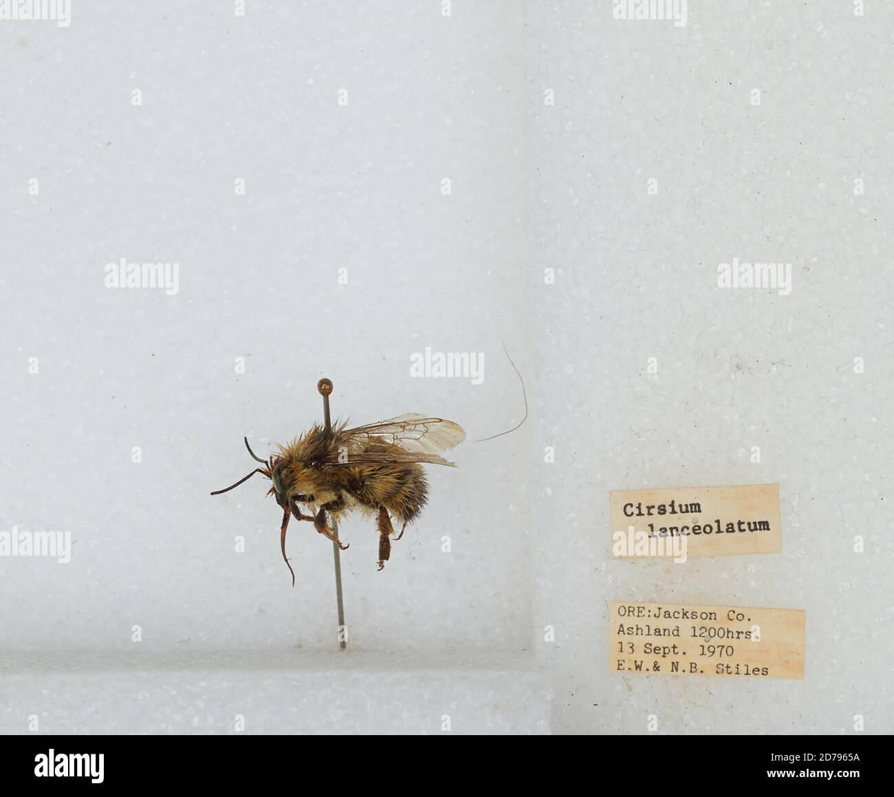 Ashland, Jackson, Oregon, United States, Bombus sp., Animalia ...