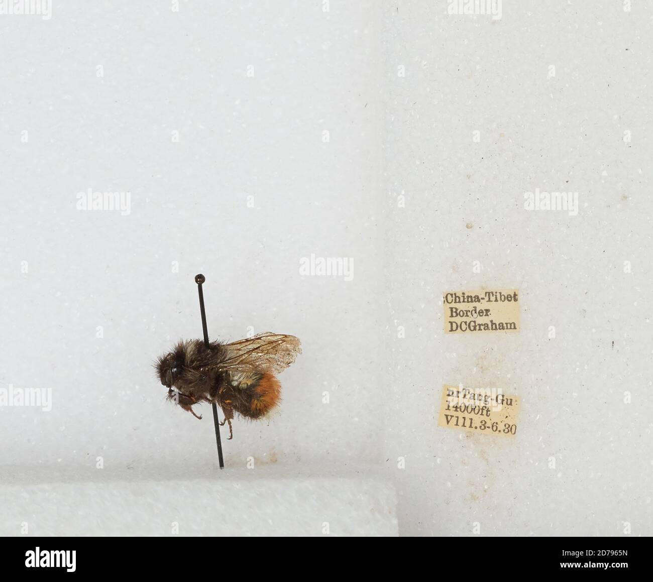 near Tang-Gu, Sichuan, China, Bombus sp., Animalia, Arthropoda, Insecta ...