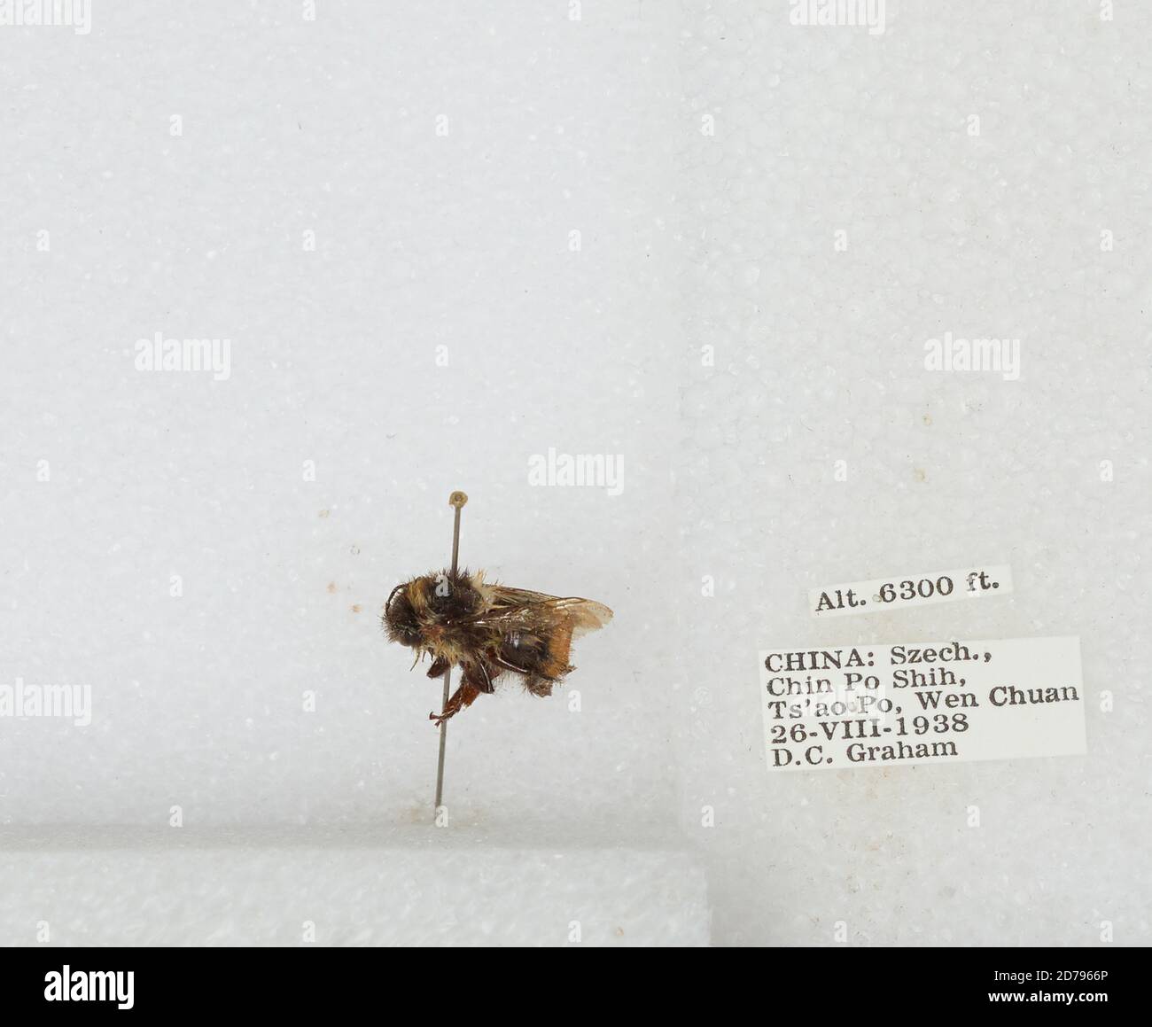 Chin Po Shih, Ts'ao Po, Wenchuan Xian, Sichuan, China, Bombus sp ...
