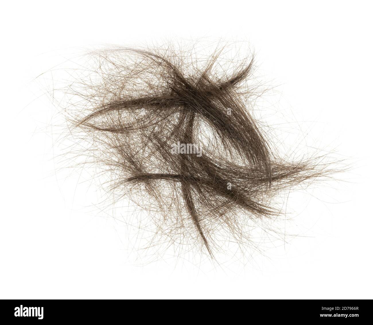 Hair bundle isolated on white background. tuft hair close-up Stock ...