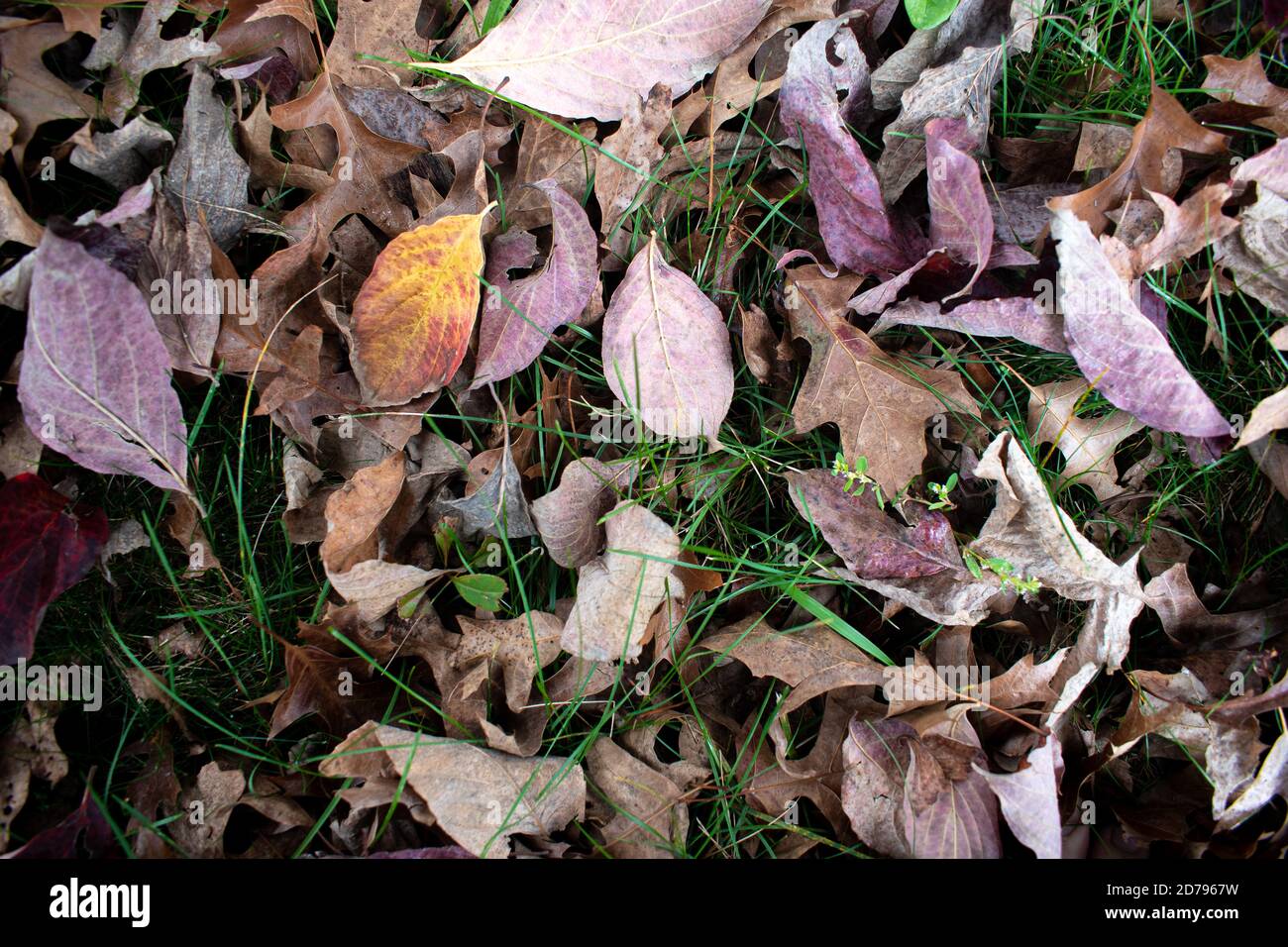 Closeup of Dead Decaying leaves on The Ground Stock Photo - Alamy