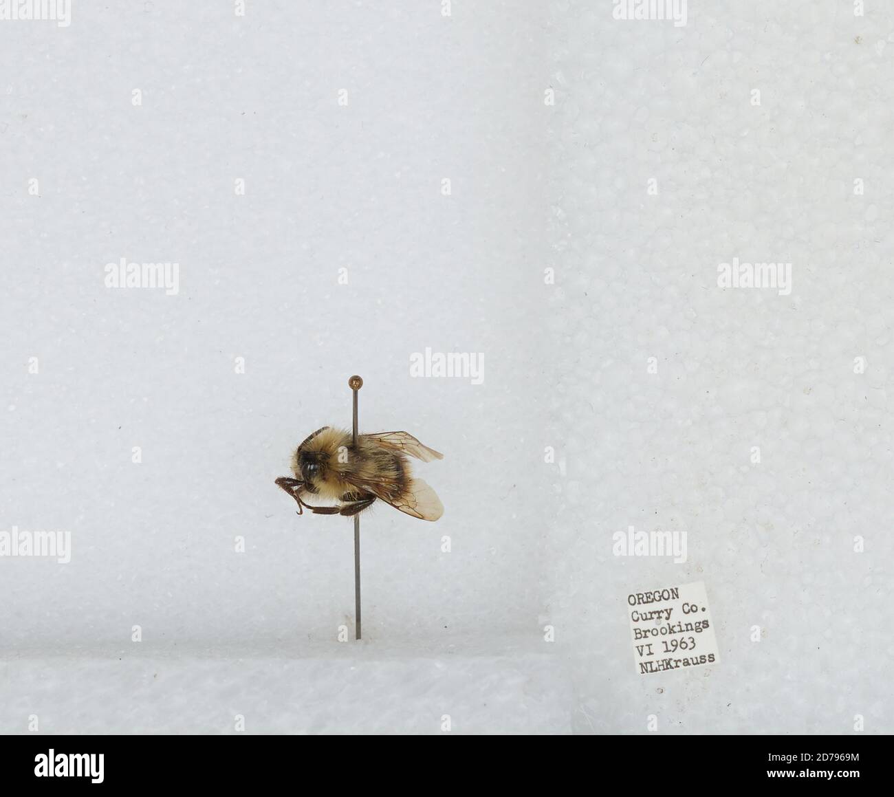 Brookings, Curry, Oregon, United States, Bombus sp., Animalia ...