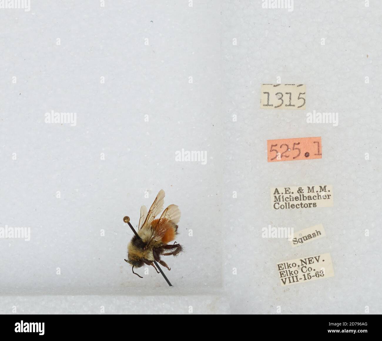 Elko, Nevada, United States, Bombus sp., Animalia, Arthropoda, Insecta ...