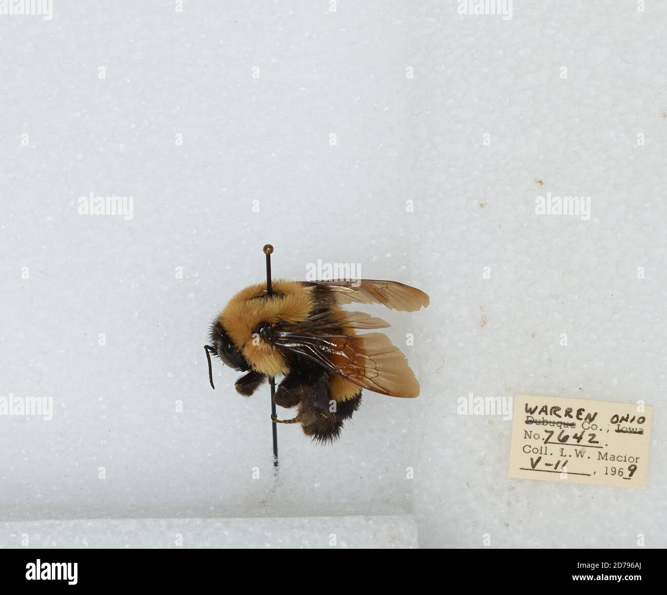 Warren, Ohio, United States, Bombus (Bombus) affinis Cresson, Animalia ...