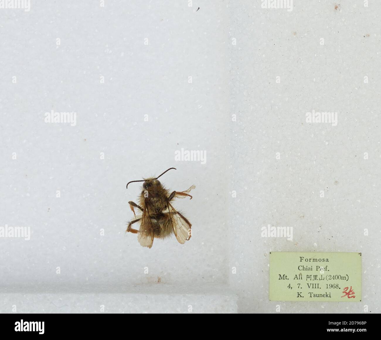 Mt. Ali, Chiayi, Taiwan, Bombus sp., Animalia, Arthropoda, Insecta ...