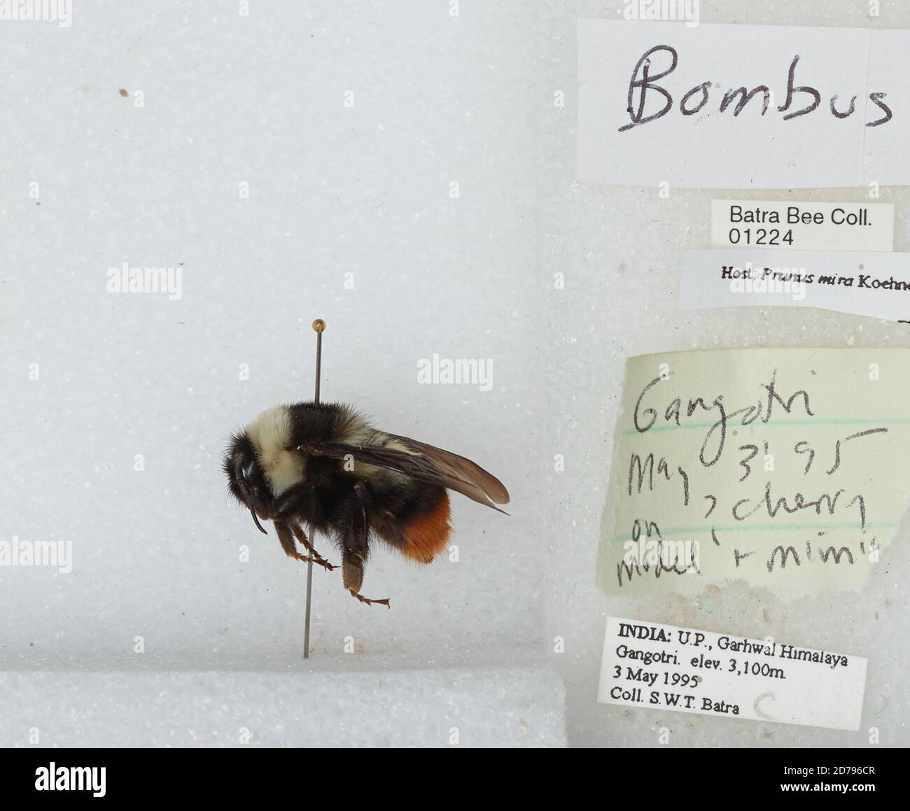 Gangotri, Garhwal Himalaya, Uttarakhand, India, Bombus sp., Animalia ...