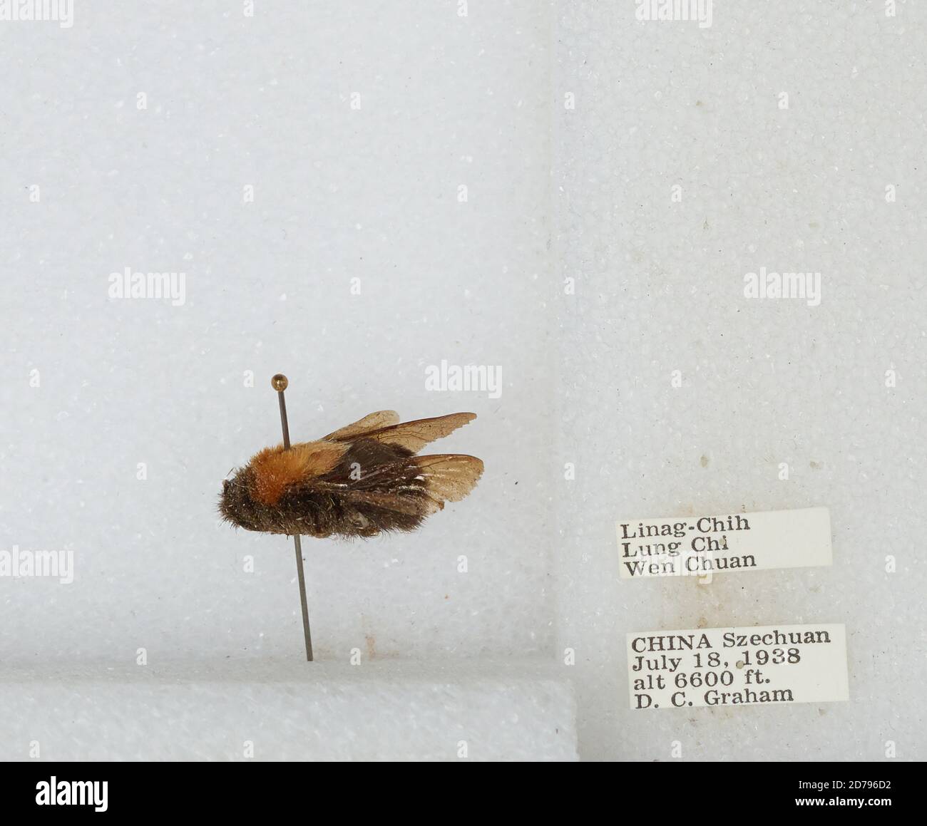 Linag-Chih, Lung Chi, Wenchuan Xian, Sichuan, China, Bombus sp ...