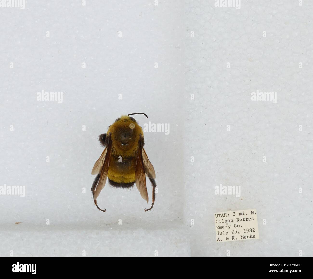 3 miles North of Gilson Buttes, Emery, Utah, United States, Bombus sp ...