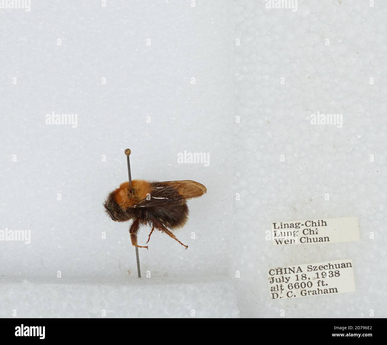 Linag-Chih, Lung Chi, Wenchuan Xian, Sichuan, China, Bombus sp ...
