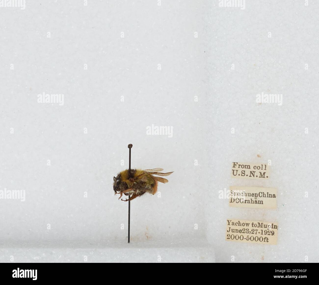 Yachow to Muping, Sichuan, China, Bombus sp., Animalia, Arthropoda ...
