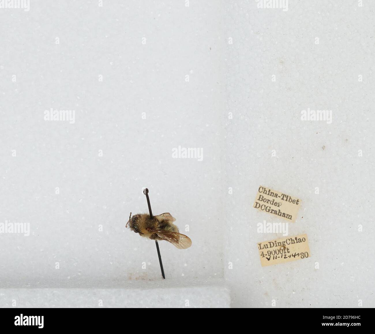 Luqiao, Tibet Autonomous Region, China, Bombus sp., Animalia ...