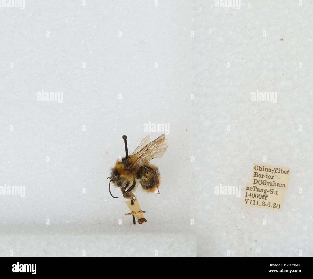 near Tang-Gu, China-Tibet border, China, Bombus sp., Animalia ...