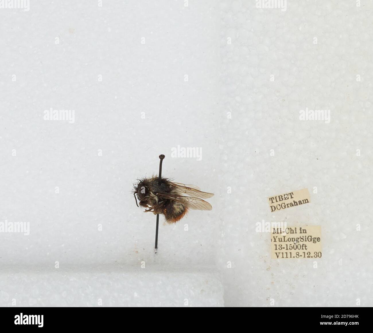 Mi-Chi in Yu Long Si Gorge, Tibet Autonomous Region, China, Bombus sp ...