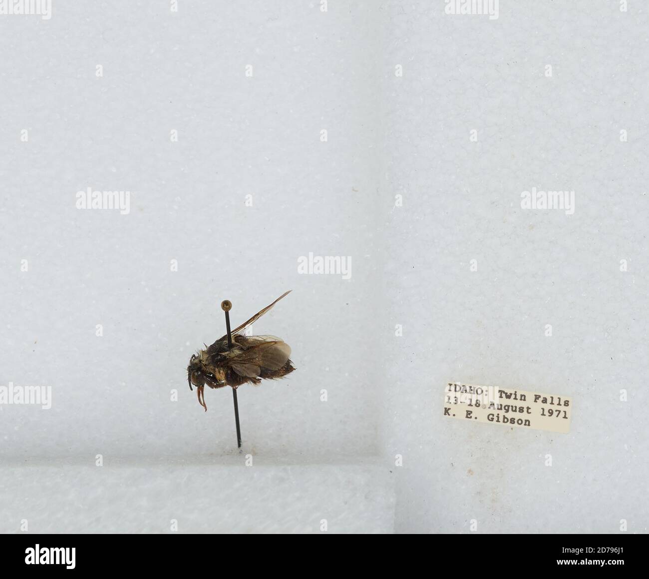 Twin Falls, Idaho, United States, Bombus sp., Animalia, Arthropoda ...