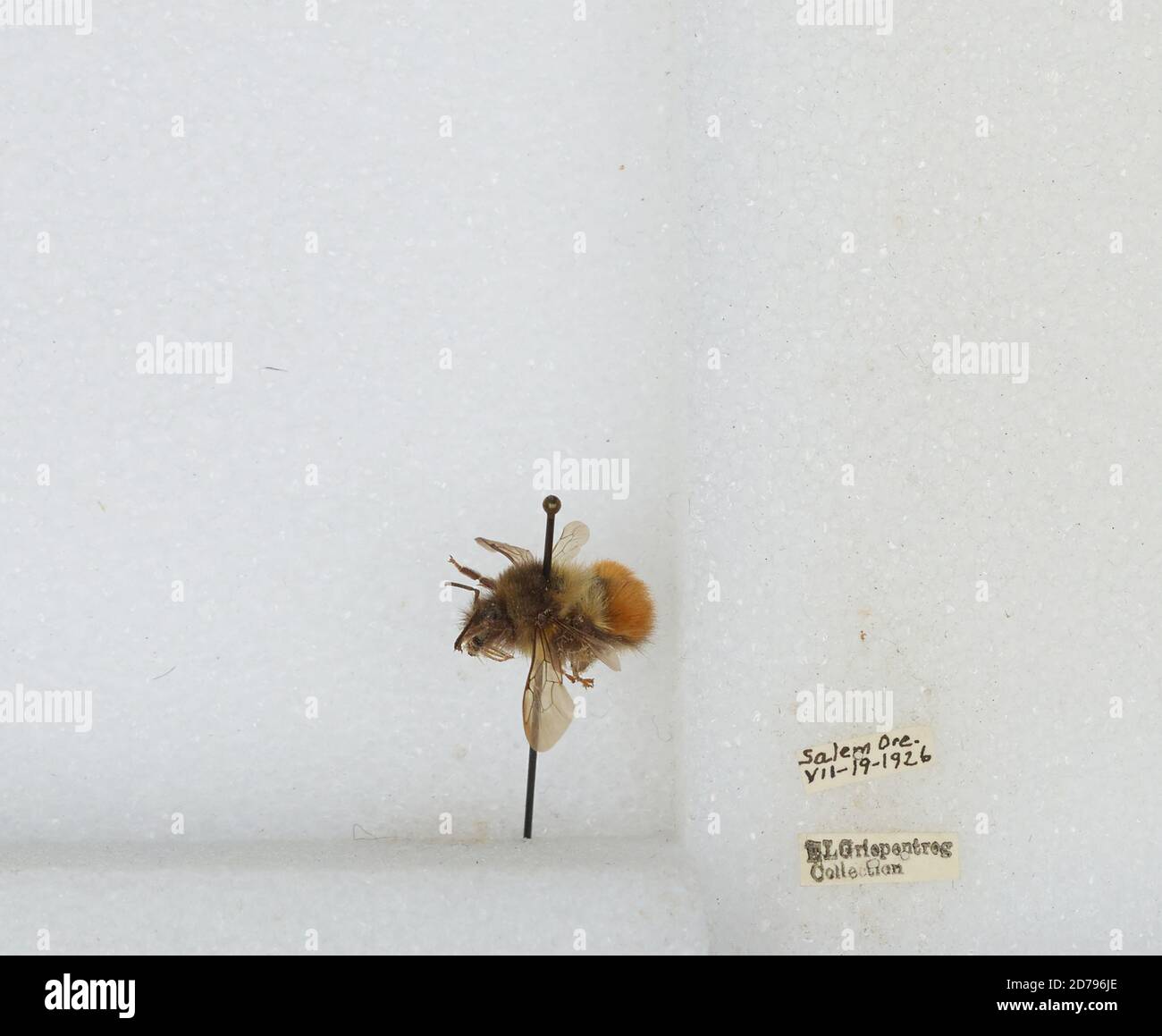 Salem, Marion, Oregon, United States, Bombus sp., Animalia, Arthropoda ...