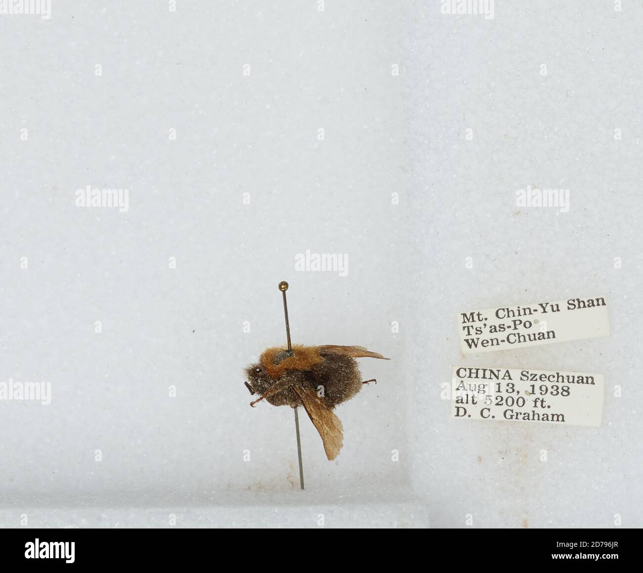 Mt. Chin-Yu Shan Ts'as-Po, Wenchuan Xian, Sichuan, China, Bombus sp ...