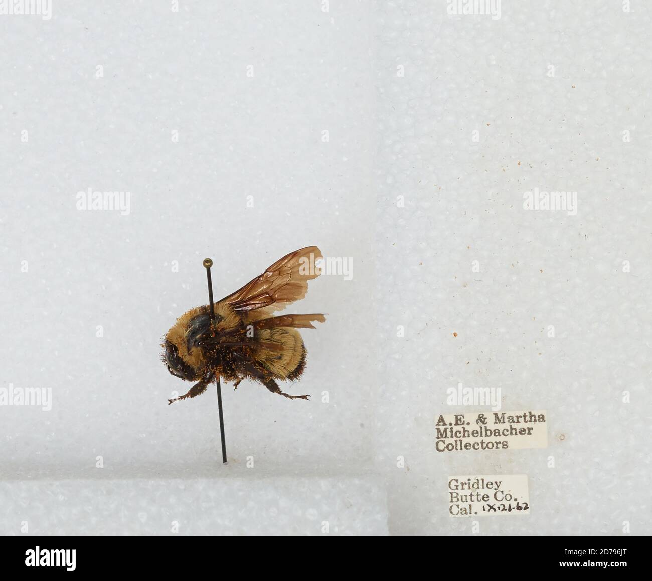 Gridley, Butte, California, United States, Bombus sp., Animalia ...