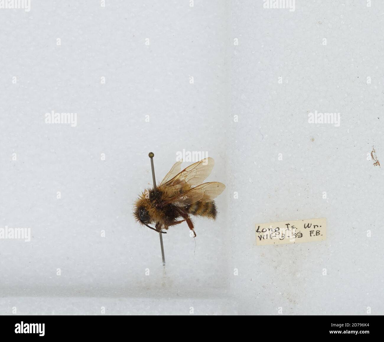 Long Island, Pacific, Washington, United States, Bombus sp., Animalia ...