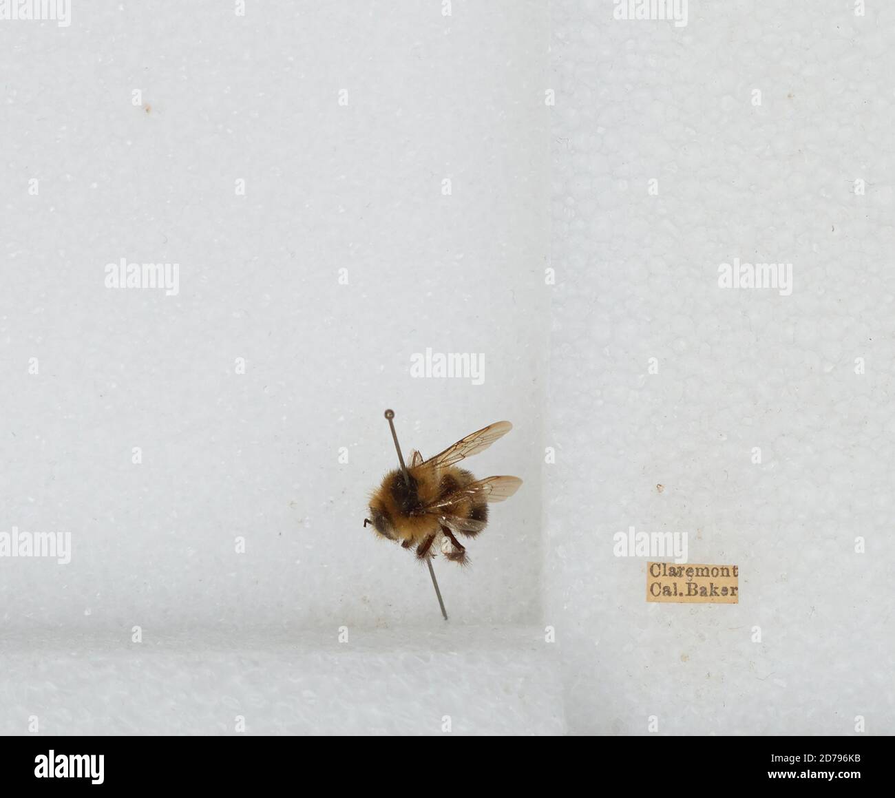 Claremont, Los Angeles, California, United States, Bombus sp., Animalia ...