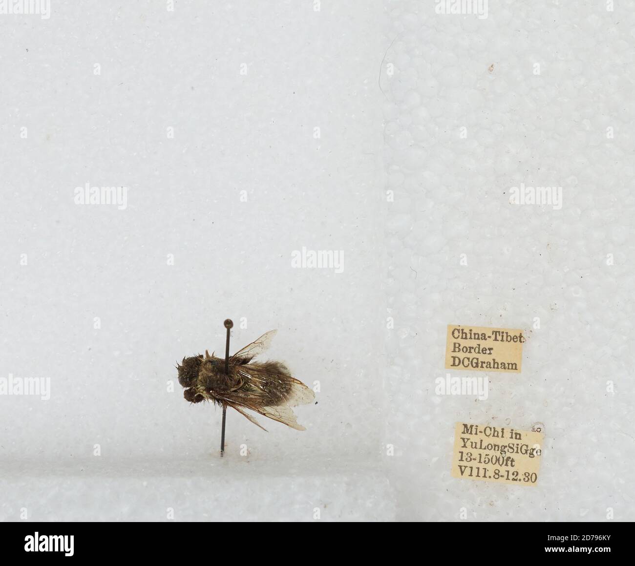 Mi-Chi in Yu Long Si Gorge, China-Tibet border, China, Bombus sp ...