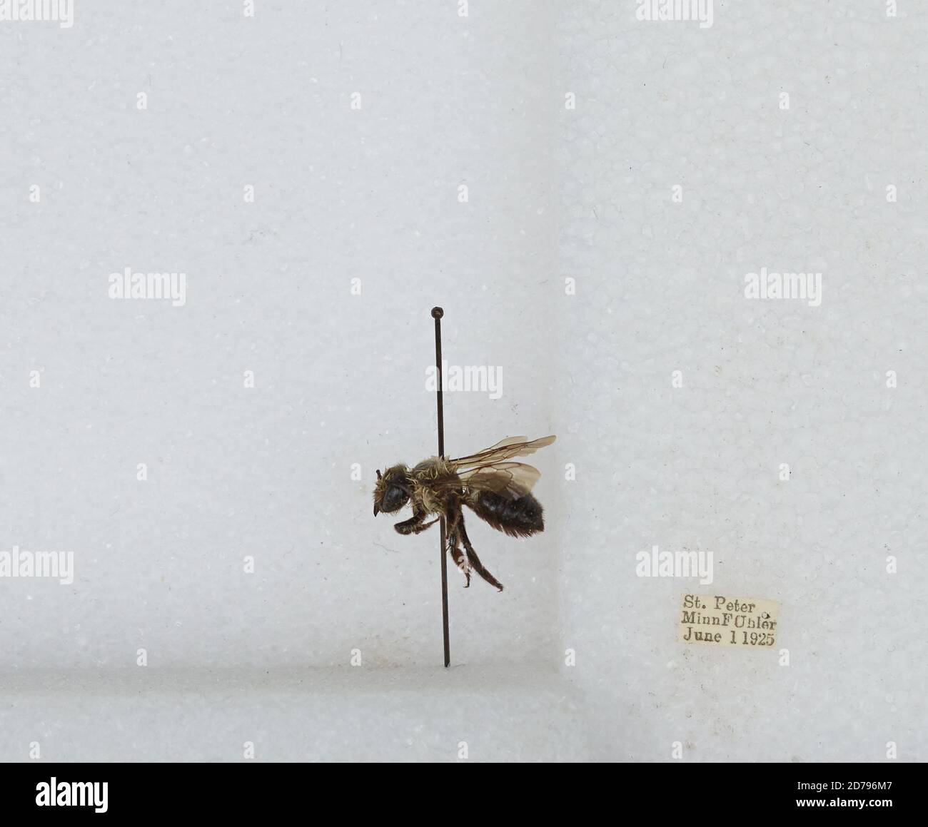 St. Peter, Nicollet, Minnesota, United States, Bombus sp., Animalia ...