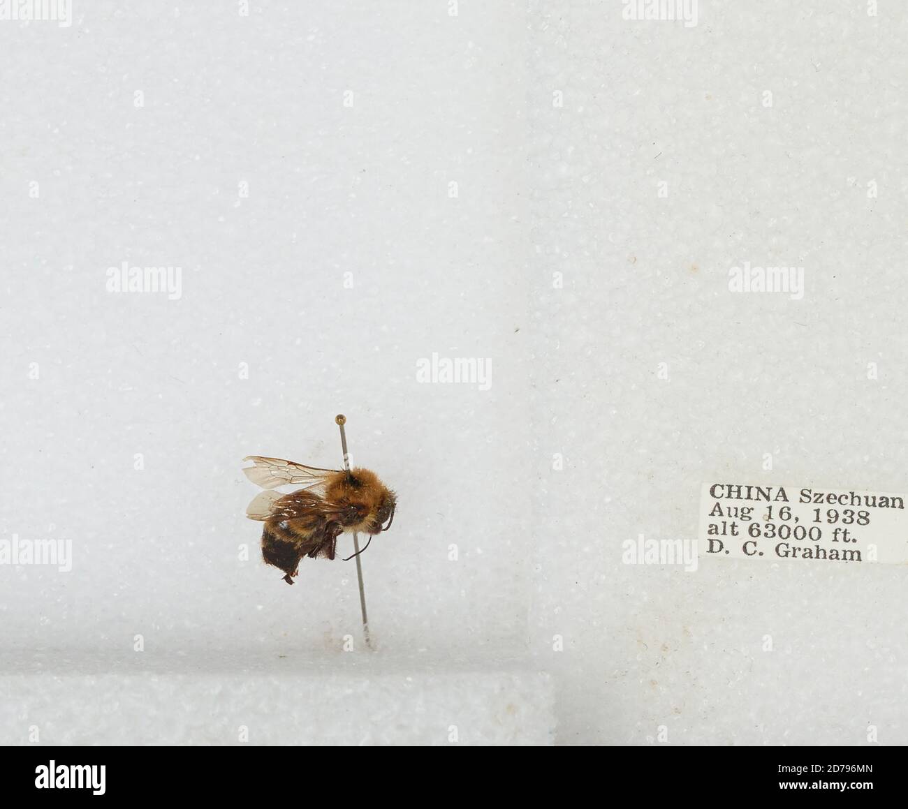 Sichuan, China, Bombus sp., Animalia, Arthropoda, Insecta, Hymenoptera ...