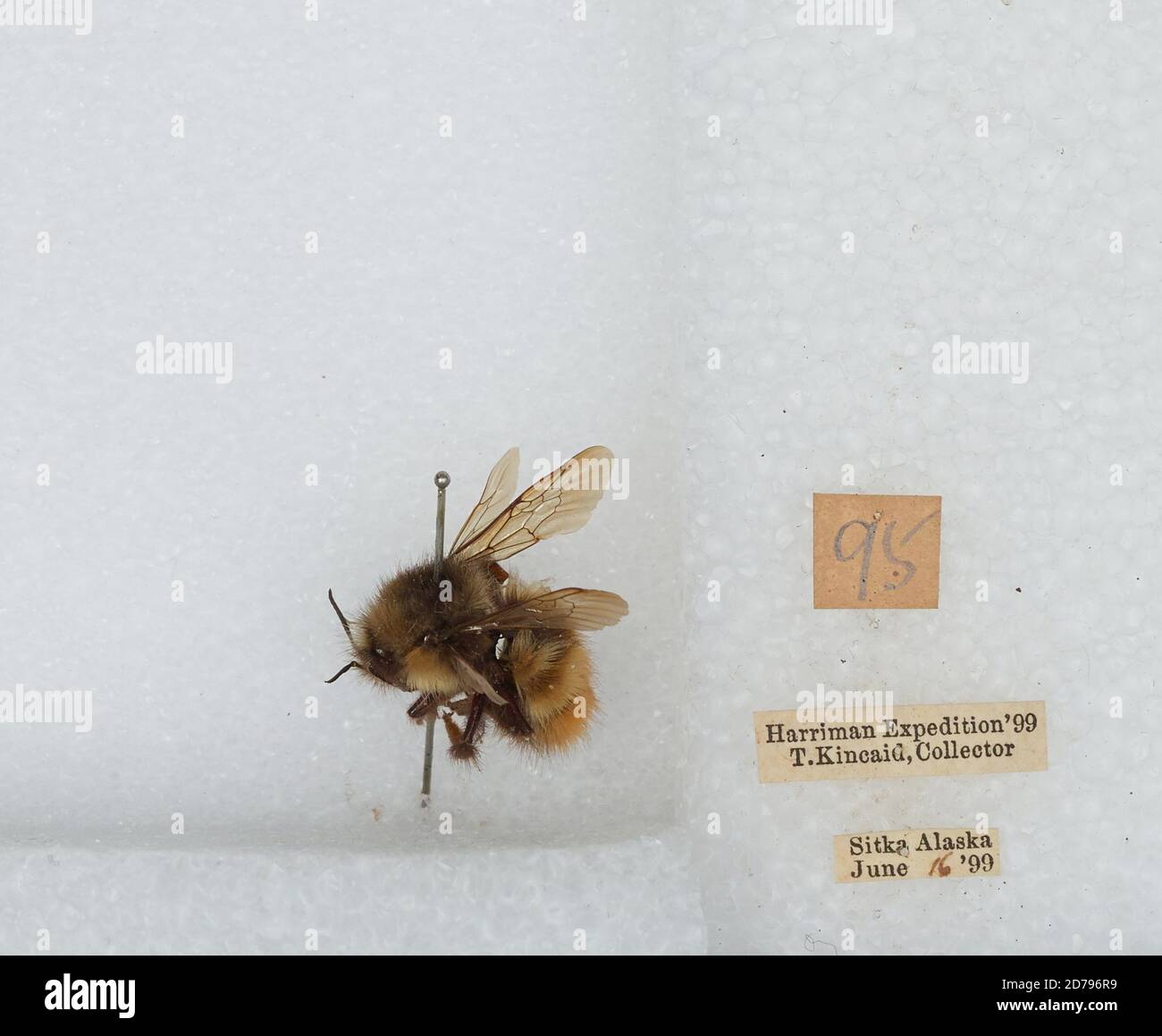 Sitka, Alaska, United States, Bombus sp., Animalia, Arthropoda, Insecta ...