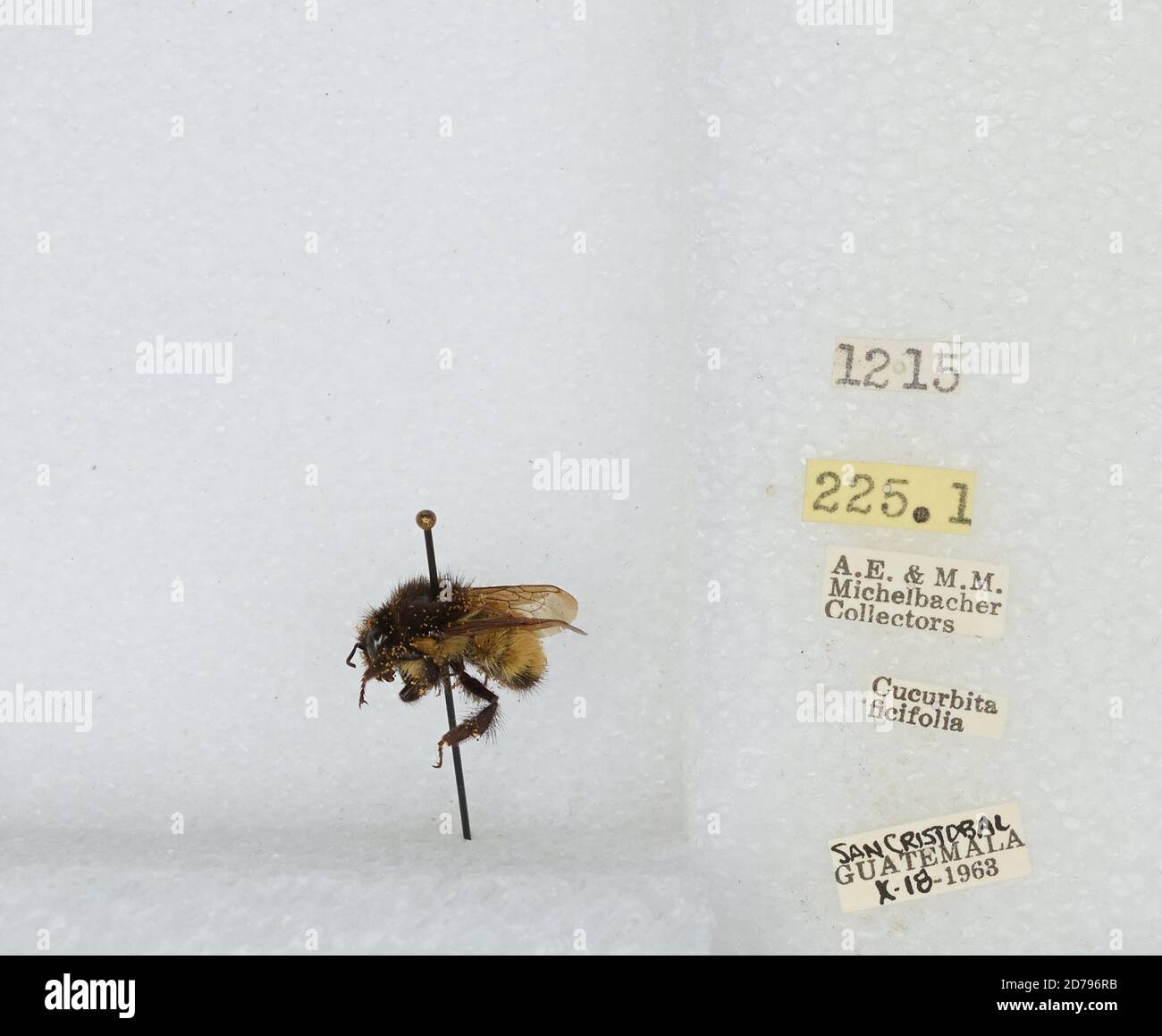 San Cristobal, Guatemala, Bombus sp., Animalia, Arthropoda, Insecta ...