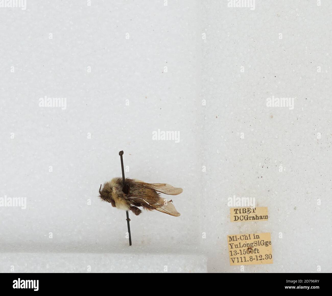 Mi-Chi in Yu Long Si Gorge, Tibet Autonomous Region, China, Bombus sp ...