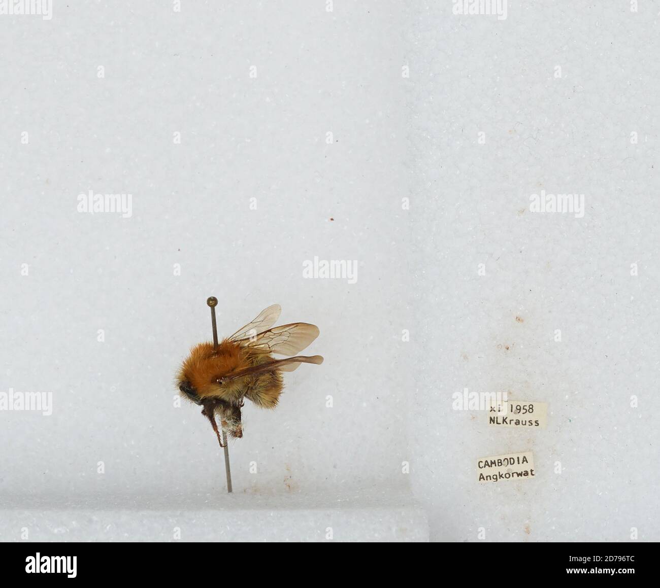 Angkor Wat, Siem Reap, Cambodia, Bombus sp., Animalia, Arthropoda ...