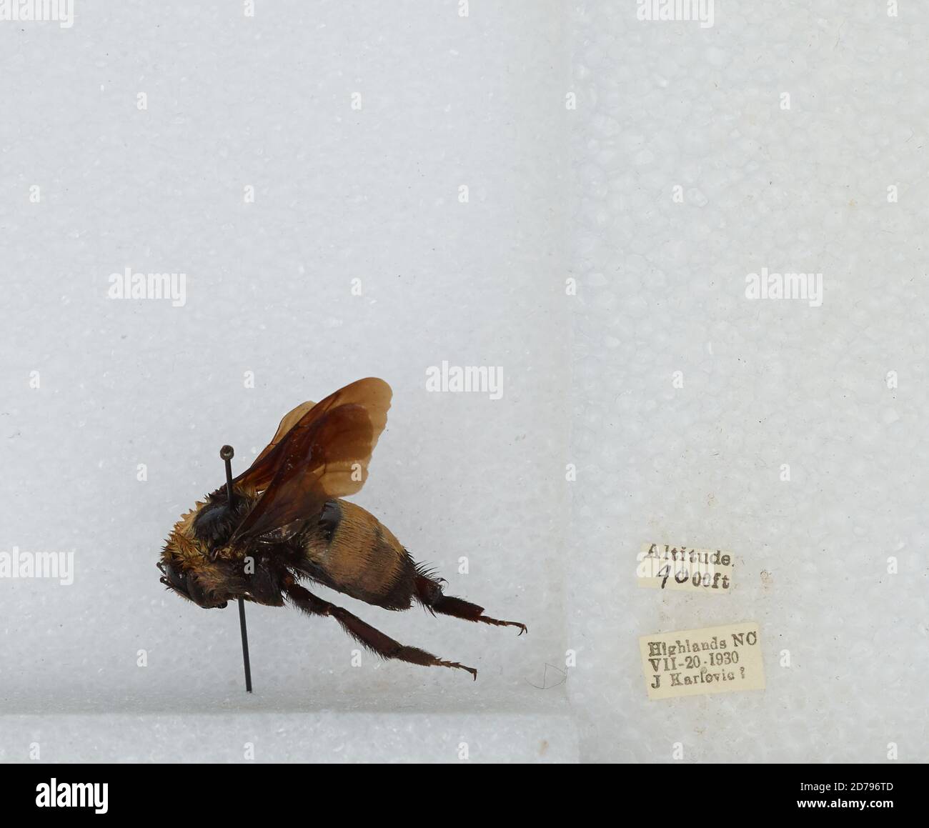 Highlands, Macon, North Carolina, United States, Bombus sp., Animalia ...