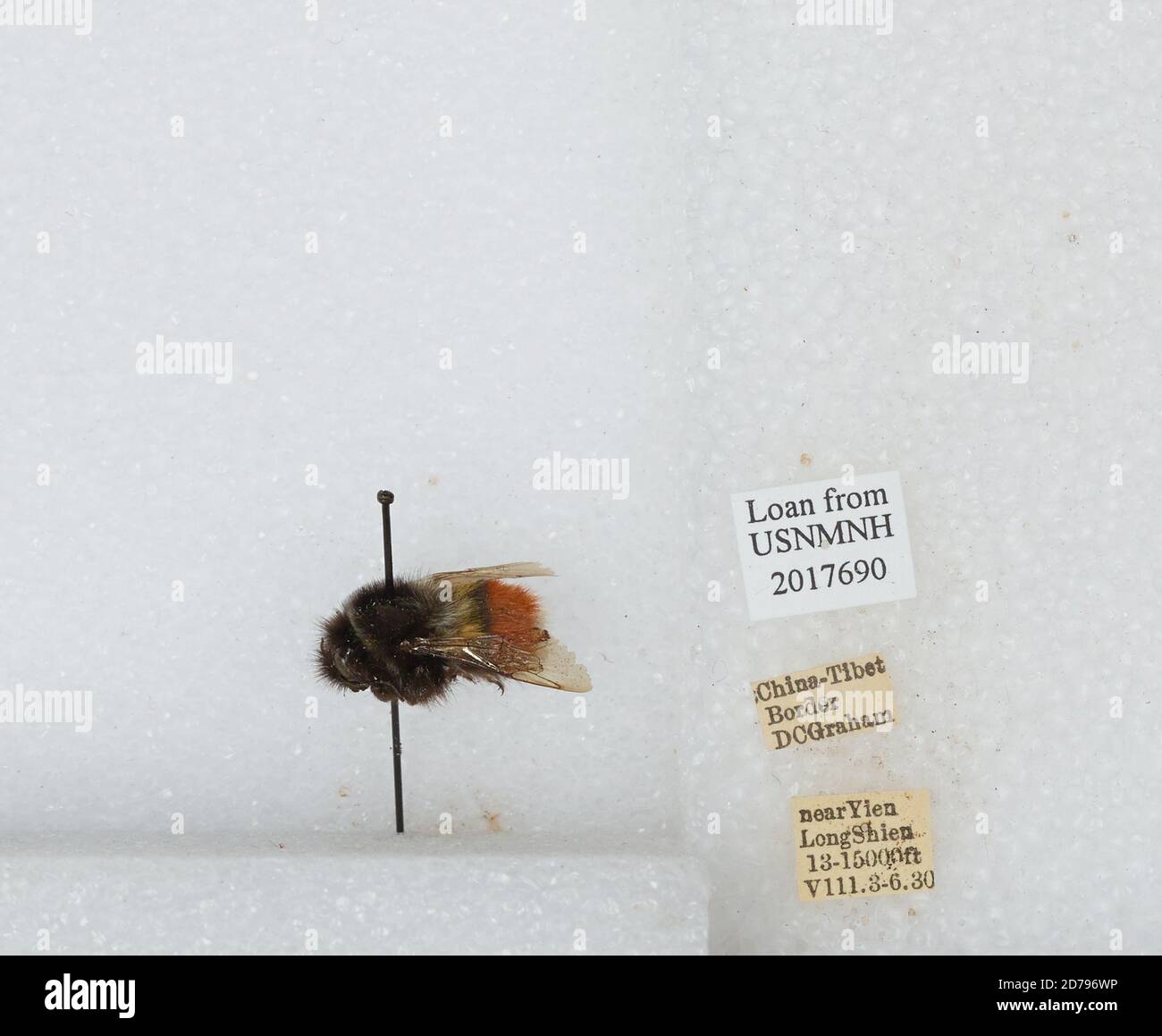 Near Yien Long Shien, China-Tibet border, China, Bombus sp., Animalia ...