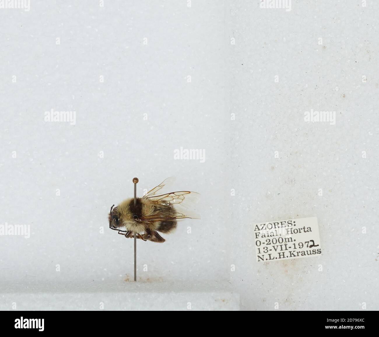 Horta, Faial, Azores, Portugal, Bombus sp., Animalia, Arthropoda ...