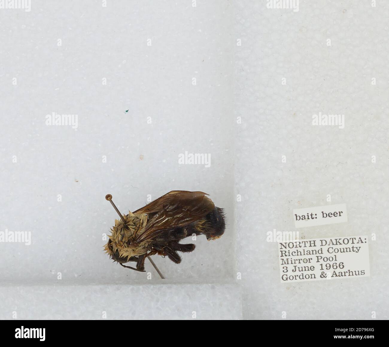 Mirror Pool, Richland, North Dakota, United States, Bombus sp ...