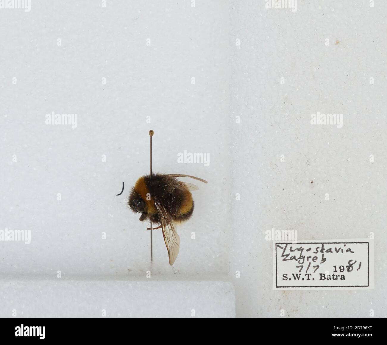 Zagreb, Grad Zagreb, Croatia, Bombus sp., Animalia, Arthropoda, Insecta ...