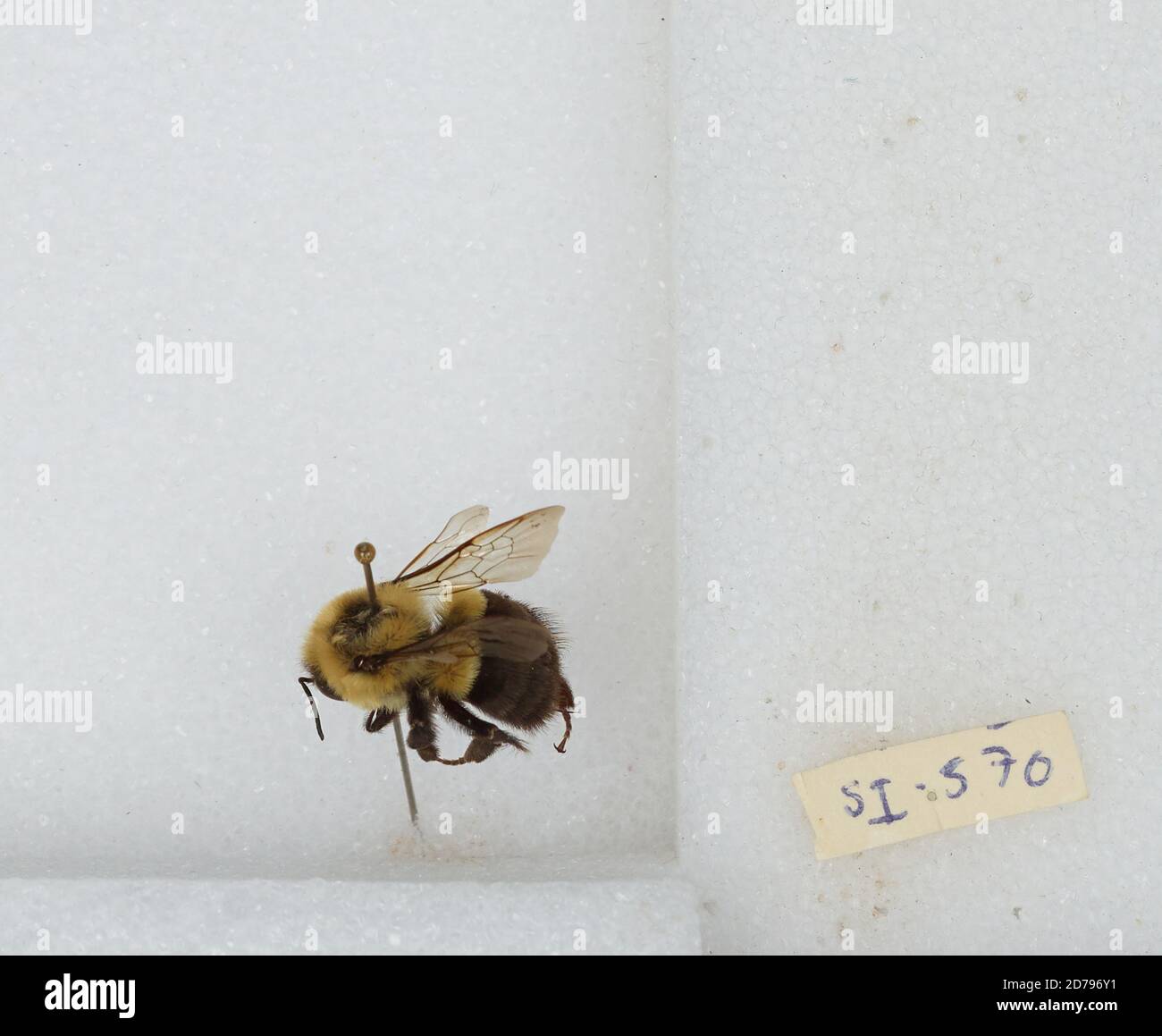 Bombus sp., Animalia, Arthropoda, Insecta, Hymenoptera, Apidae, Apinae ...