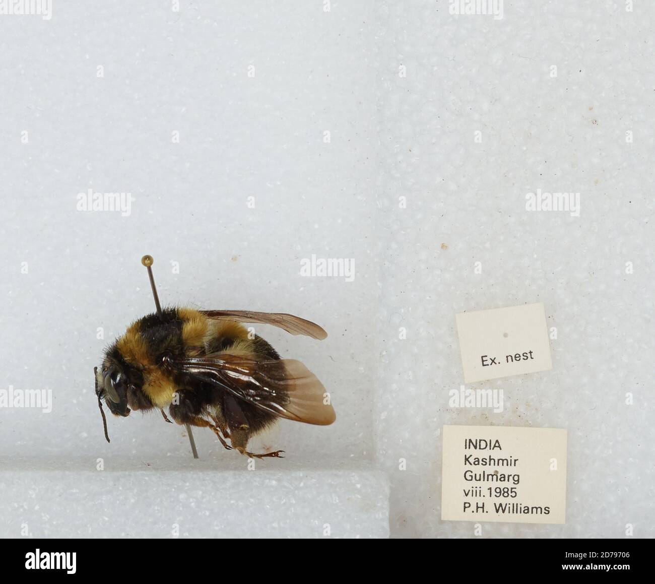 Gulmarg, Kashmir, India, Bombus sp., Animalia, Arthropoda, Insecta ...