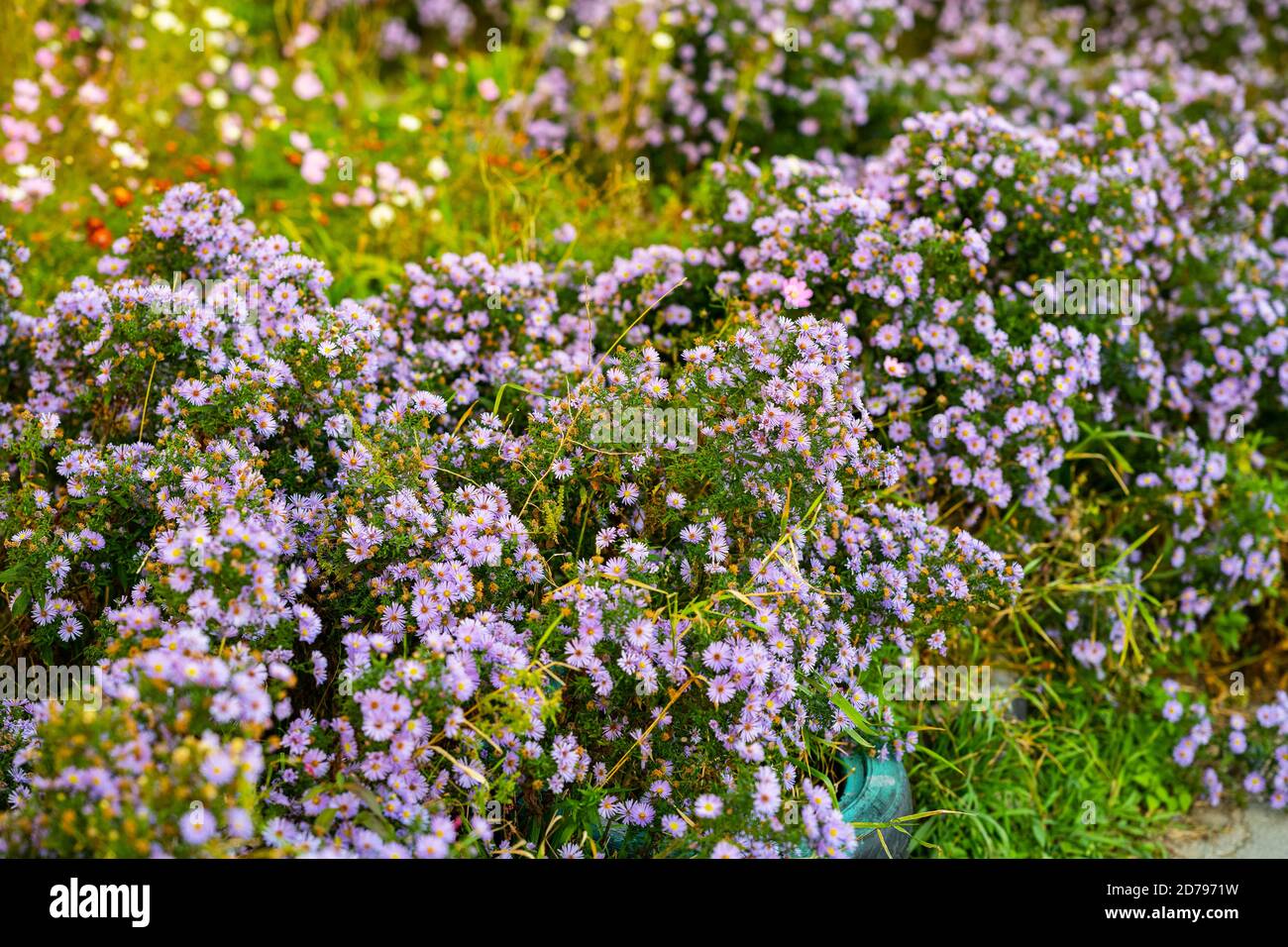 Withered flowers in the garden. Shallow depth of field Stock Photo - Alamy