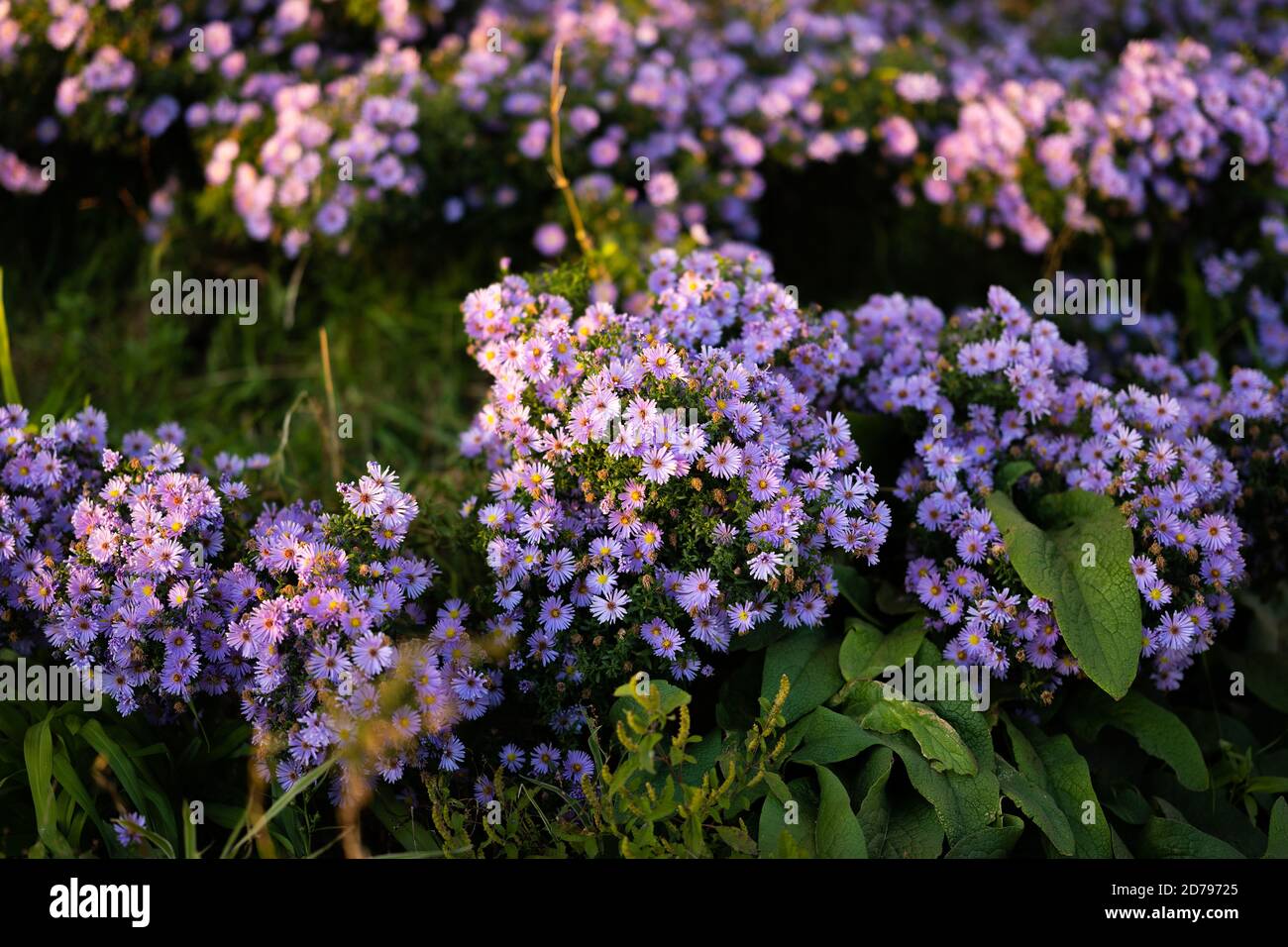 Withered chrysanthemums hi-res stock photography and images - Alamy