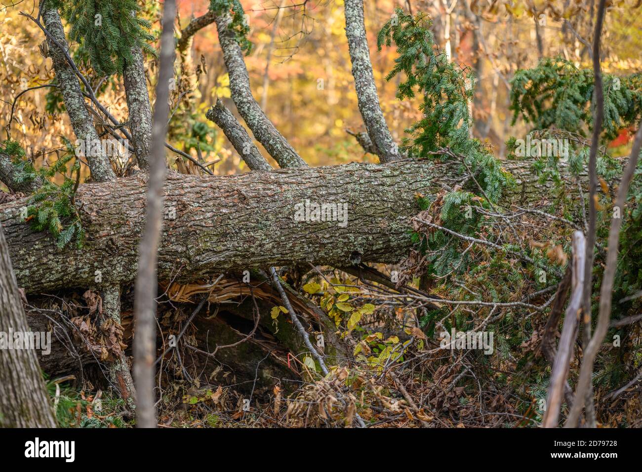 Broken trees and broken branches after a storm wind in the autumn ...