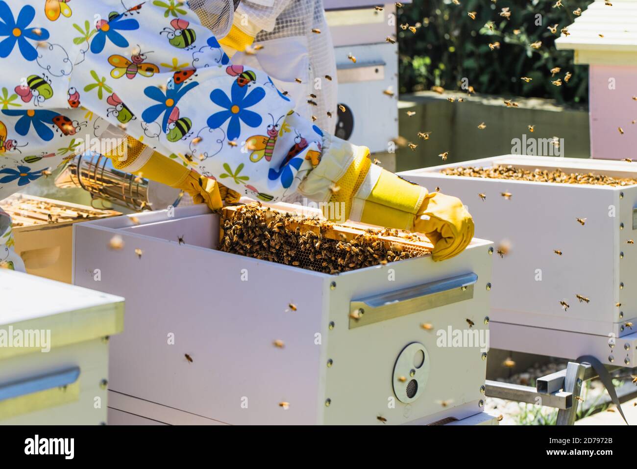 Beekeeper controlling beehive and comb frame, harvesting honey ...