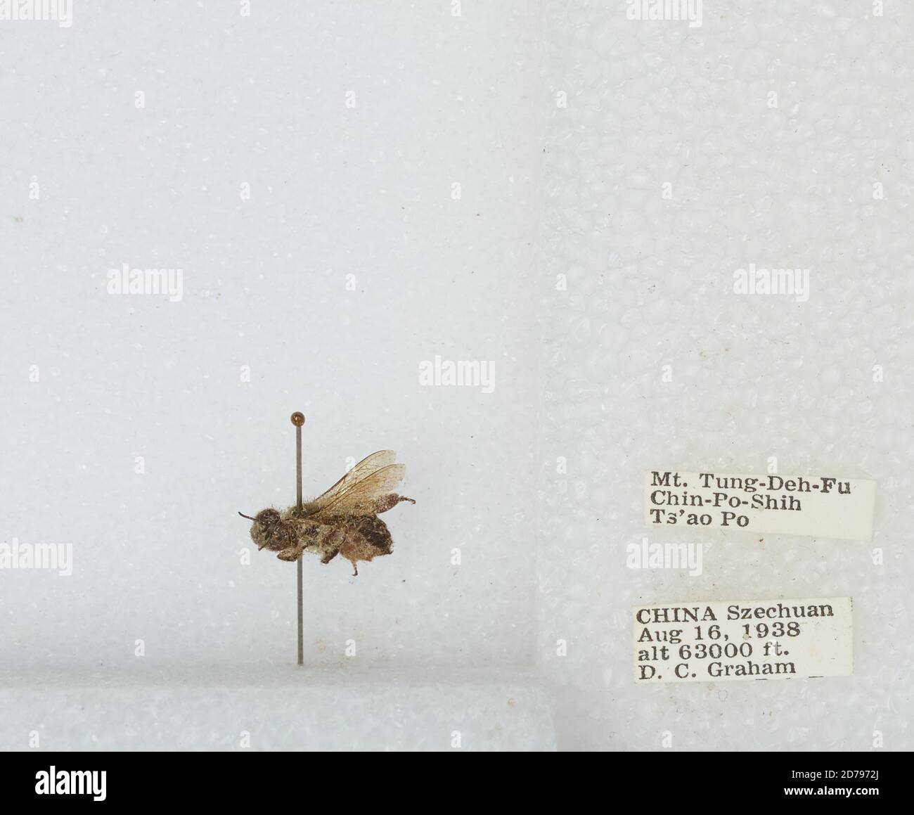 Mt. Tung-Deh-Fu Chin-Po-Shih Ts'ao Po, Sichuan, China, Bombus sp ...