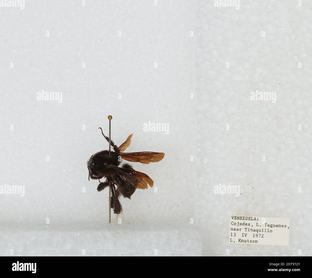 L. Taguanes near Tinaquillo, Cojedes, Venezuela, Bombus sp., Animalia ...