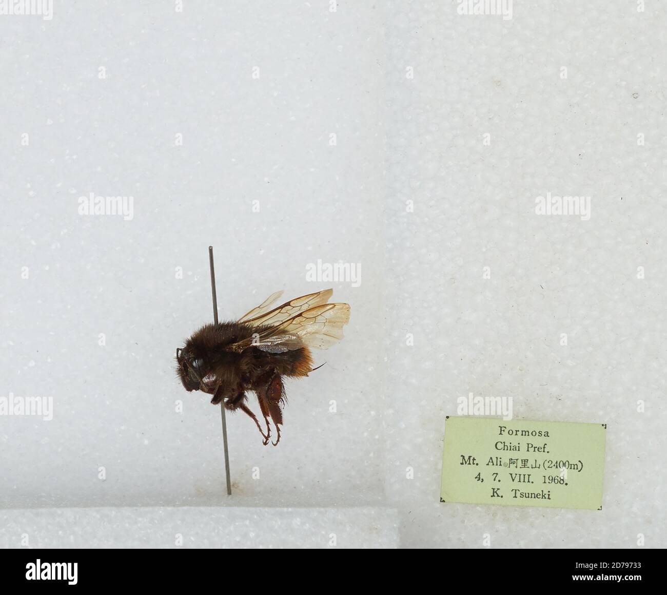 Mt. Ali, Chiayi, Taiwan, Bombus sp., Animalia, Arthropoda, Insecta ...