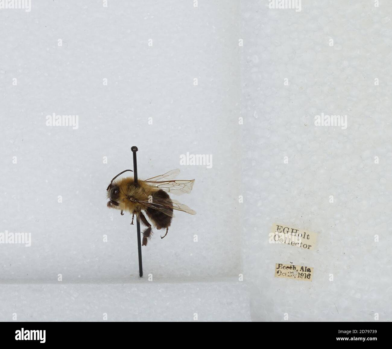 Booth, Autauga, Alabama, United States, Bombus sp., Animalia ...